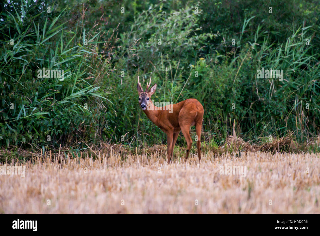 European Roe Deer (Capreolus capreolus), photographed in Germany ...