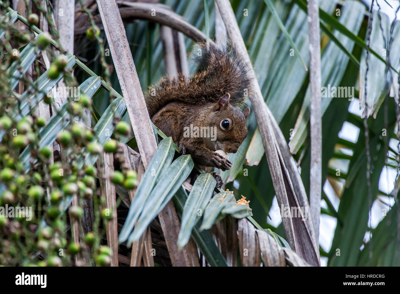 Brazilian squirrel (Guerlinguetus imgrami), photographed in Santa ...