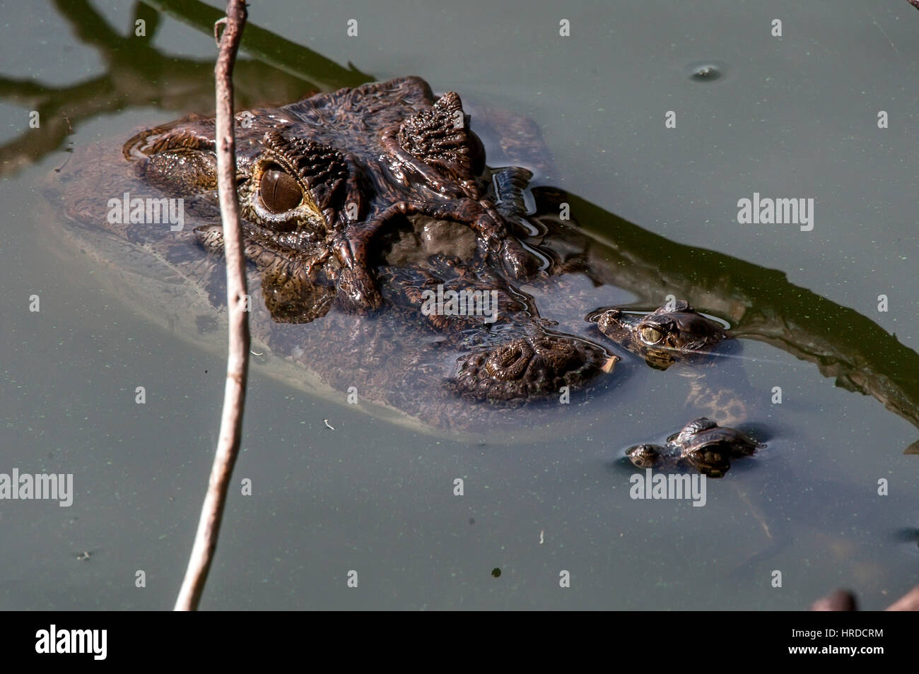 Mother Broad-snouted caiman (Caiman latirostris) protect her babies ...