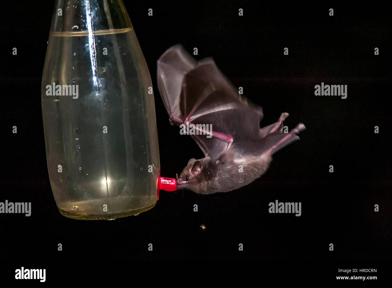 Bat drinks from a feeder, photographed in Santa Teresa, Espírito Santo ...