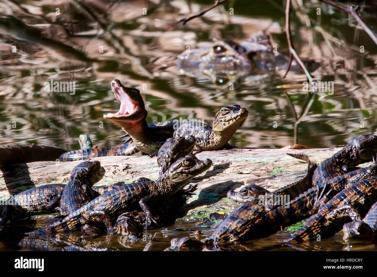 Mother Broad-snouted caiman (Caiman latirostris) protect her babies ...