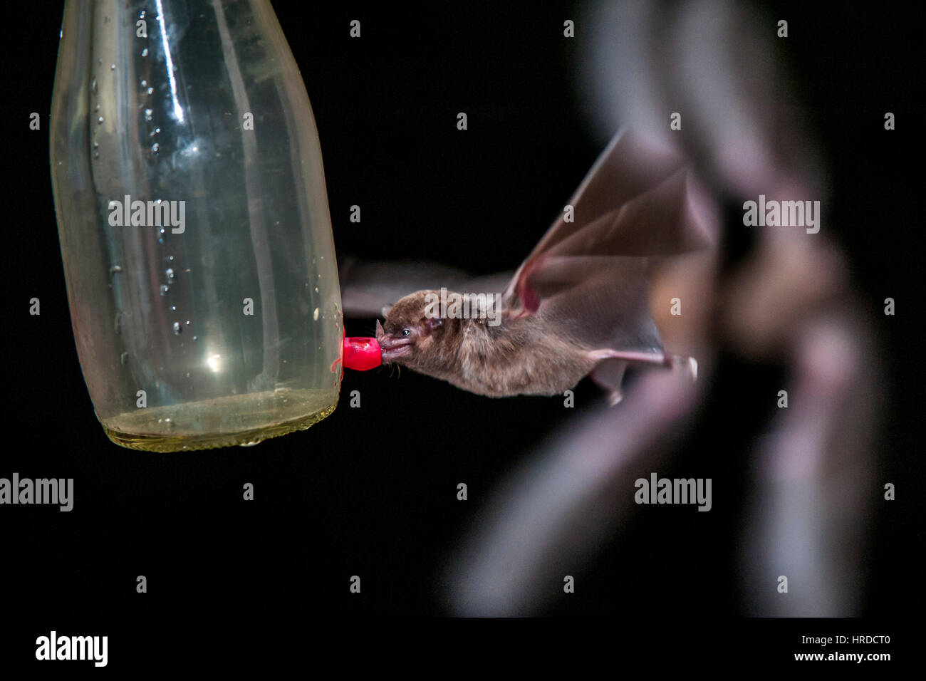 Bat drinks from a feeder, photographed in Santa Teresa, Espírito Santo ...