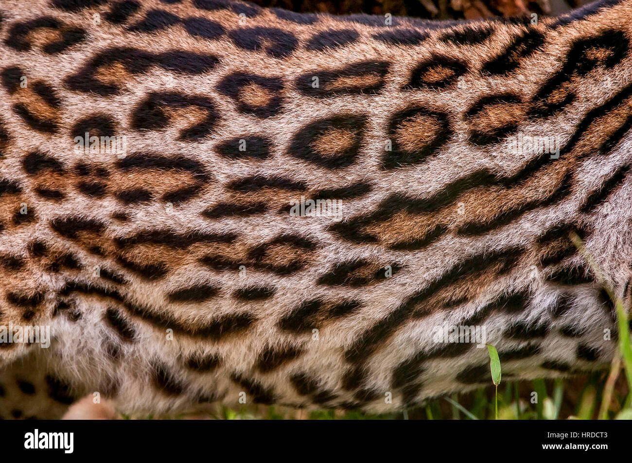 Ocelot (Leopardus pardalis) fur. Oncelots are the third largest felines ...