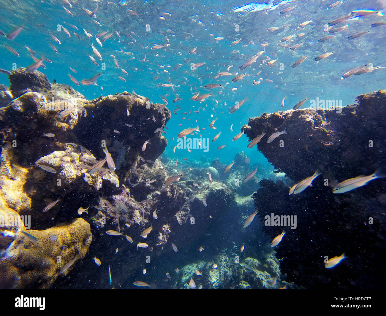 Saltwater Fishes photographed with clear water, in the Atlantic Ocean ...