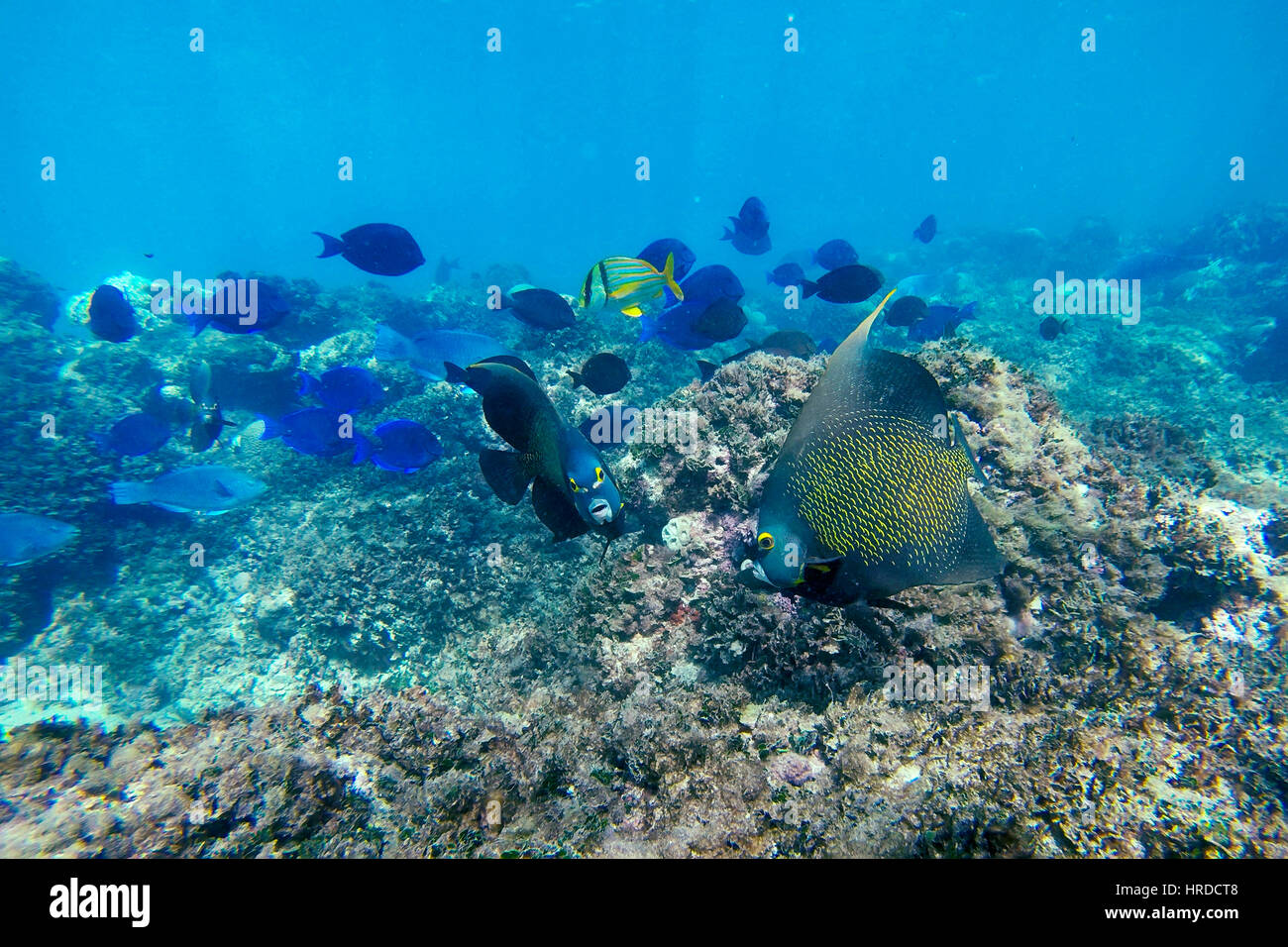 Saltwater Fishes photographed with clear water, in the Atlantic Ocean ...