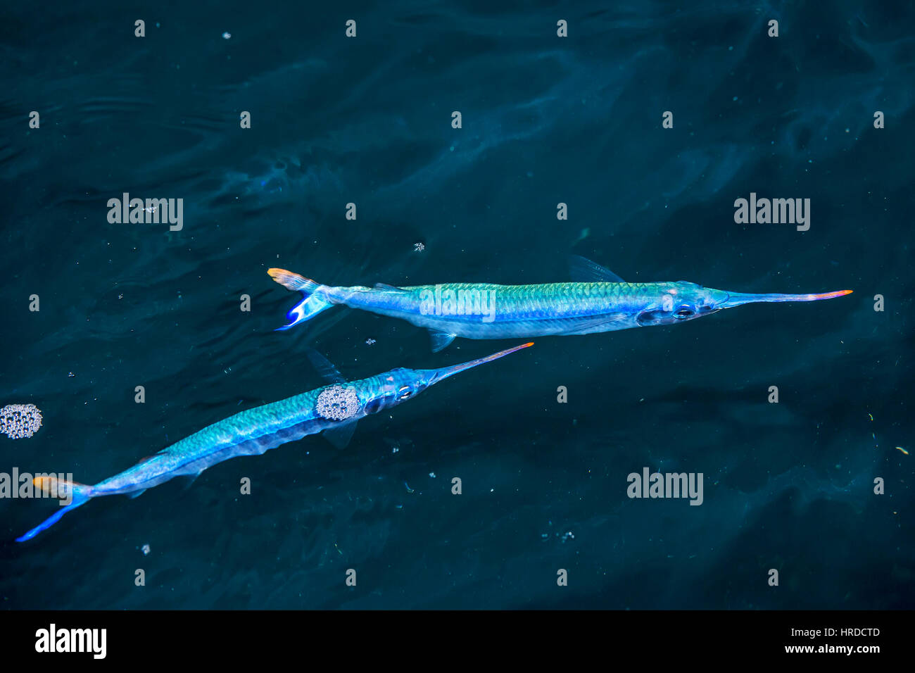 Saltwater Fishes photographed with clear water, in the Atlantic Ocean ...