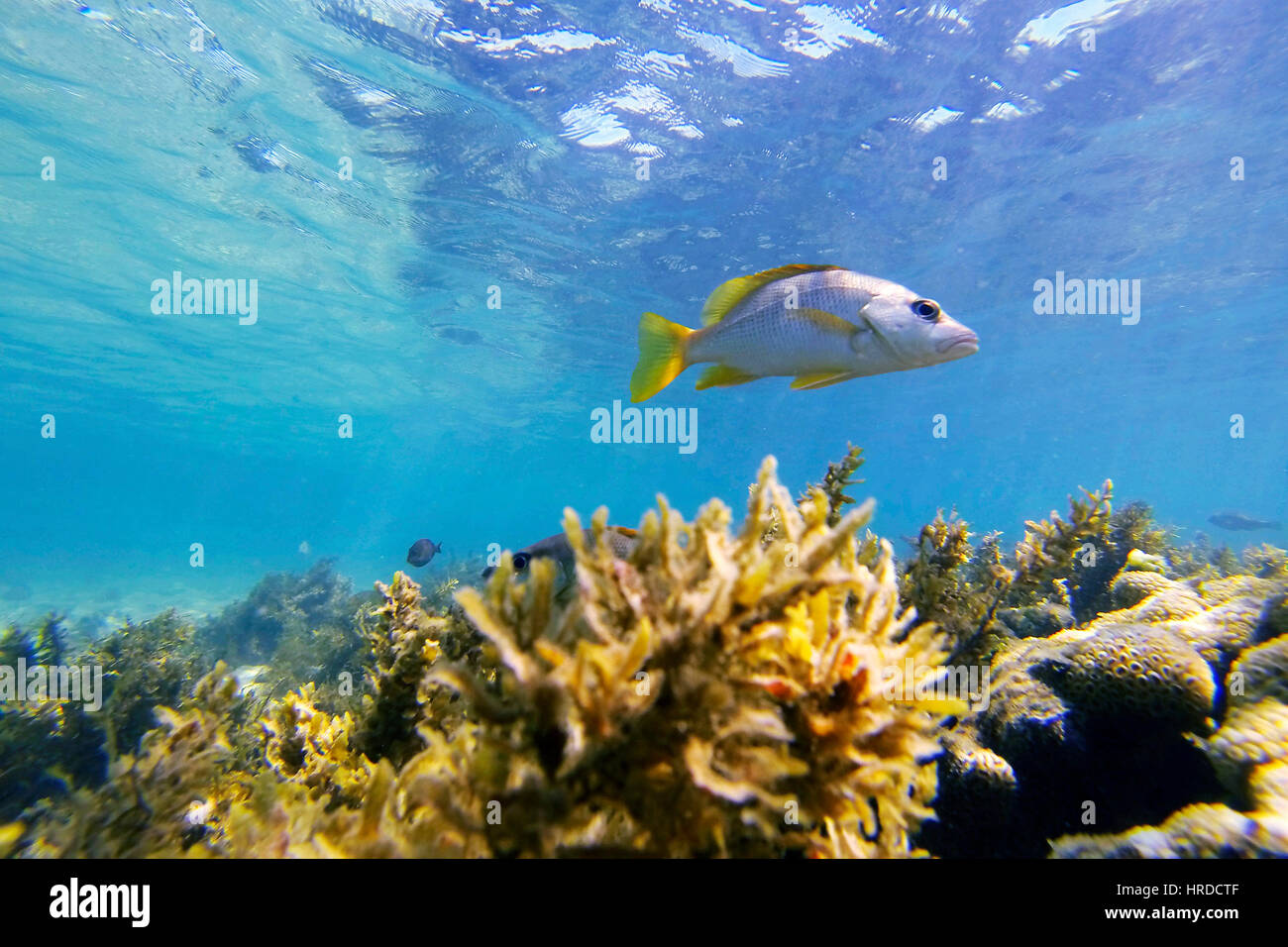 Saltwater Fishes photographed with clear water, in the Atlantic Ocean ...