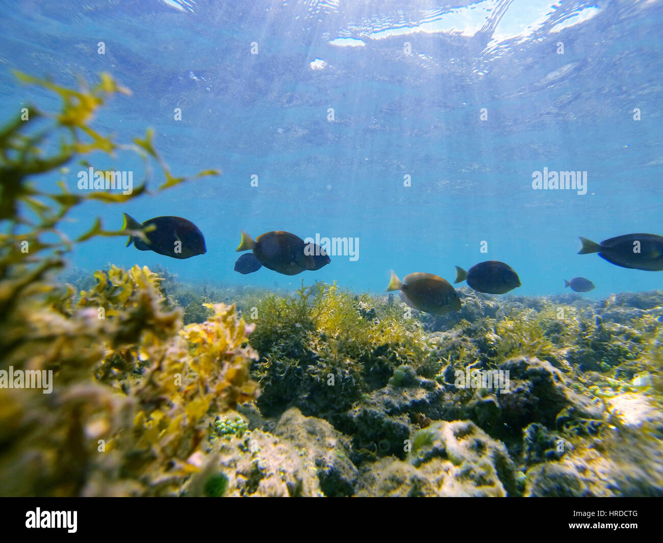 Saltwater Fishes photographed with clear water, in the Atlantic Ocean ...