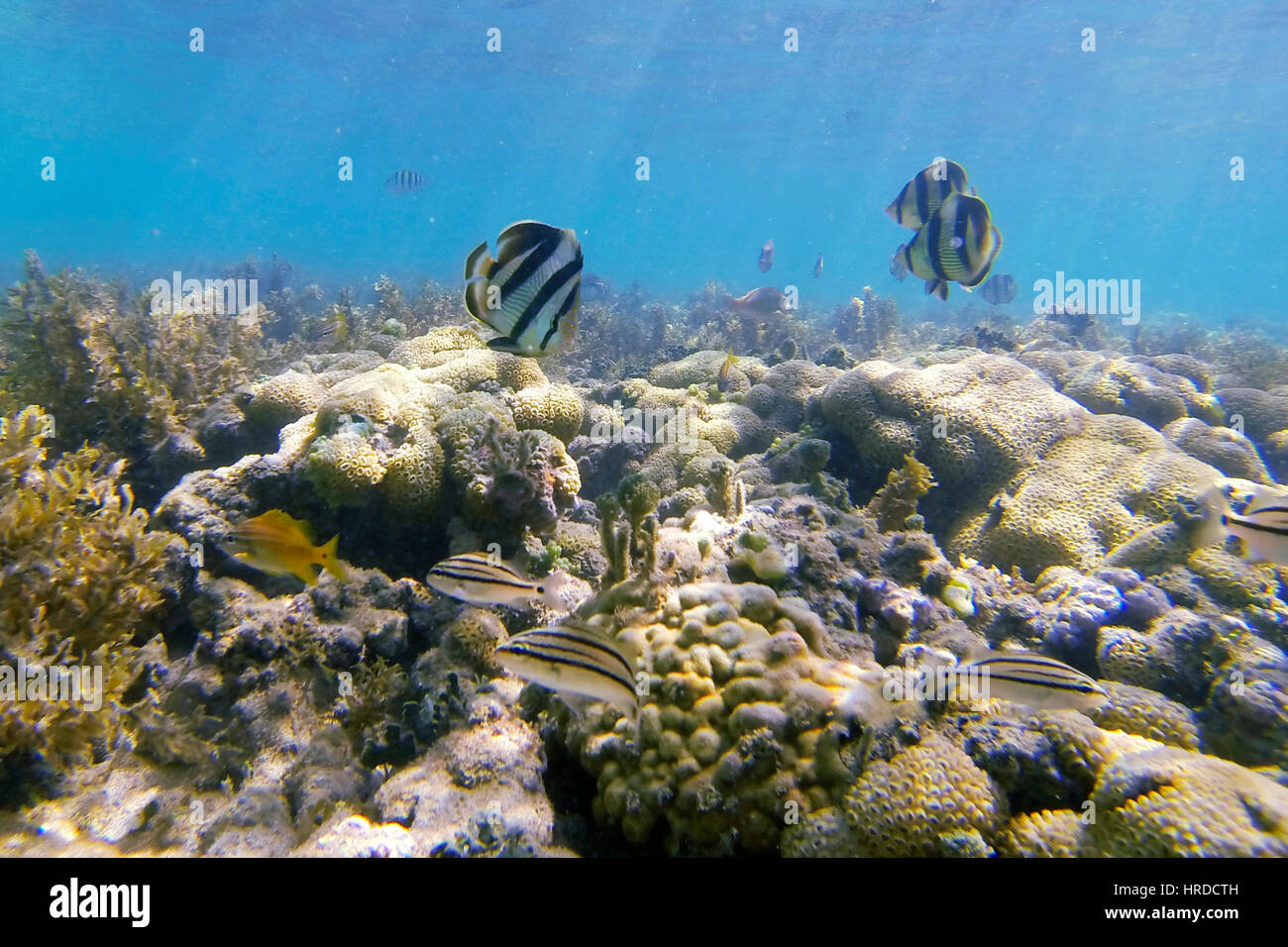 Saltwater Fishes photographed with clear water, in the Atlantic Ocean ...
