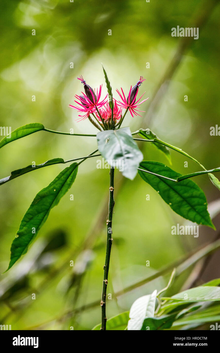 A Brazilian Candles plant (Pavonia multiflora) Malvaceae, or the ...