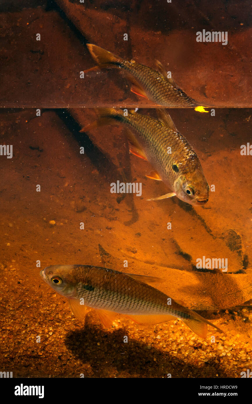 Astyanax lacustris hi-res stock photography and images - Alamy