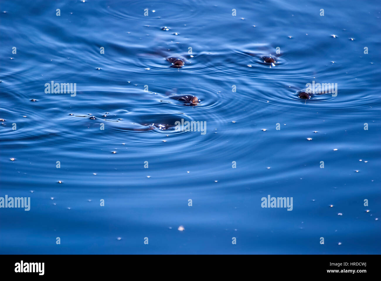 Order mugilidae High Resolution Stock Photography and Images - Alamy