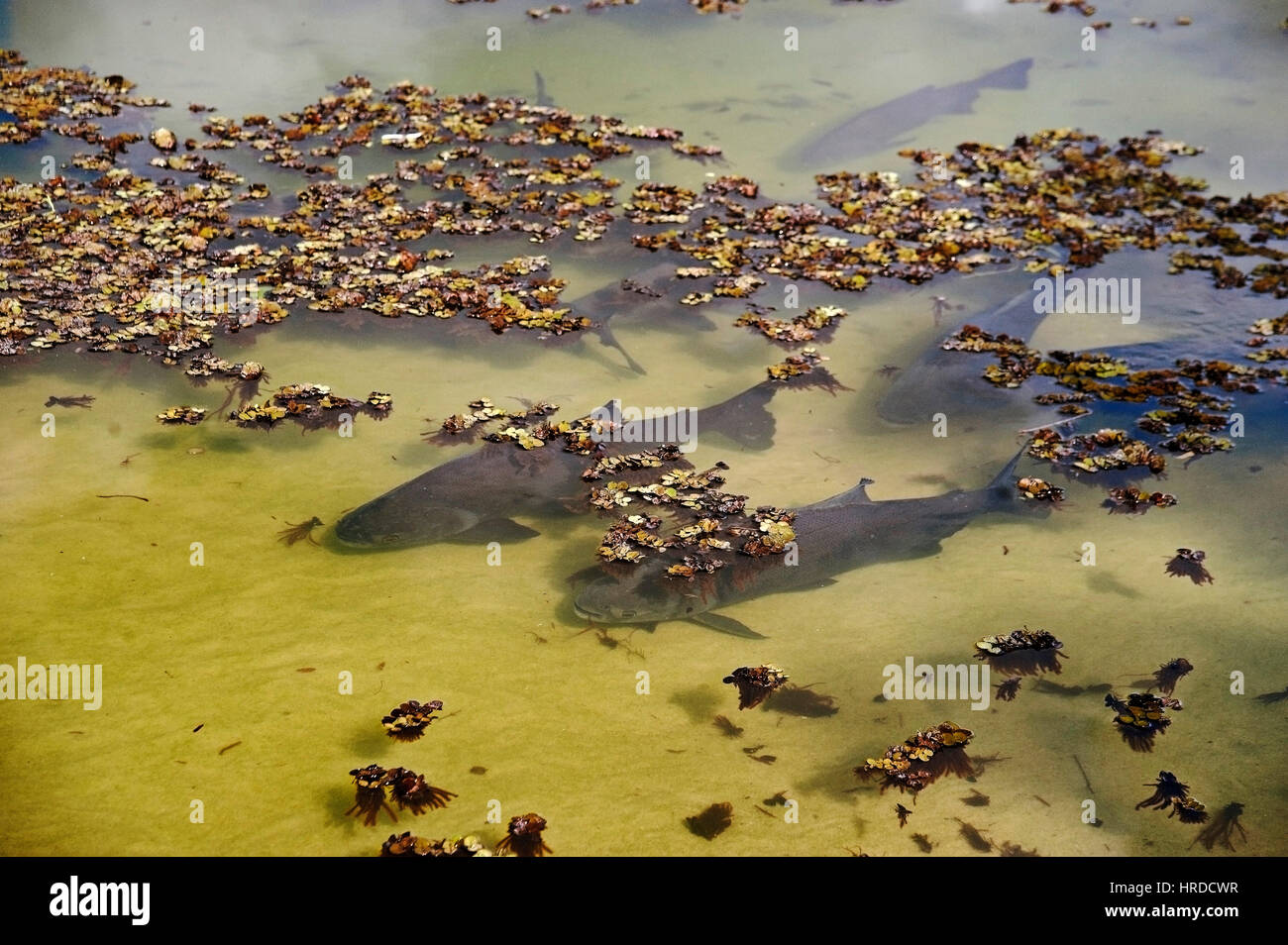 Tambaqui (Colossoma macropomum), photographed in Linhares, Espírito ...