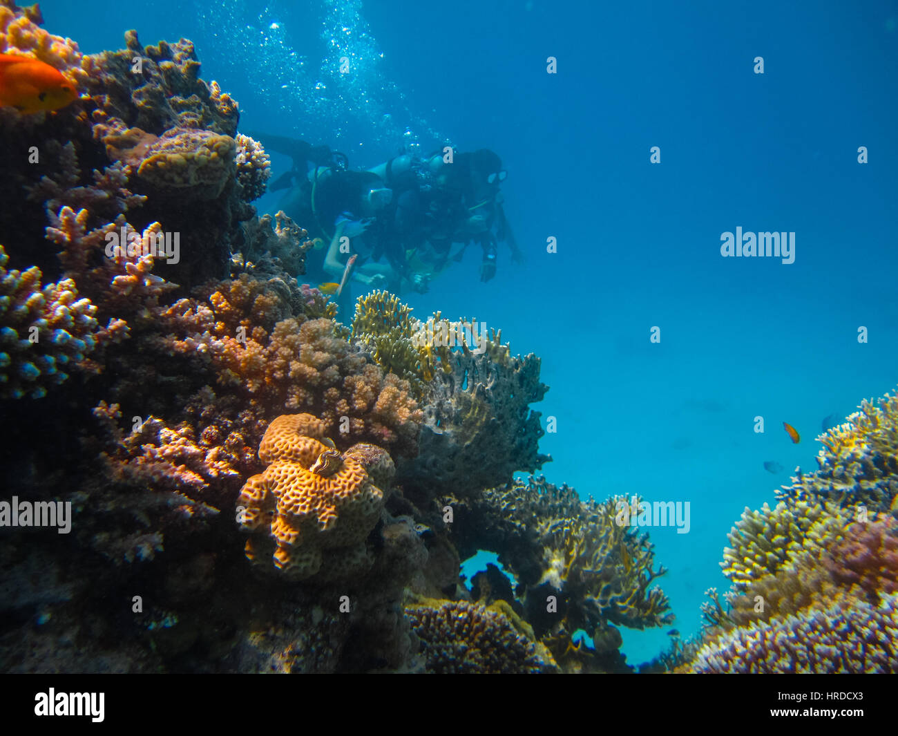 Underwater shoot of a couple diving with scuba near beautiful colorful ...