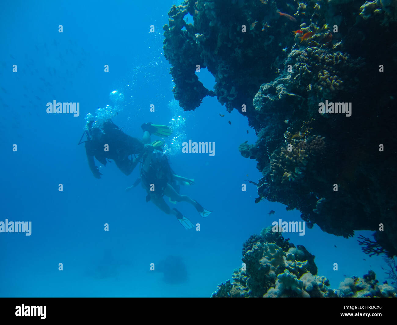 Underwater shoot of a pair of people diving with scuba near beautiful colorful reef Stock Photo ...