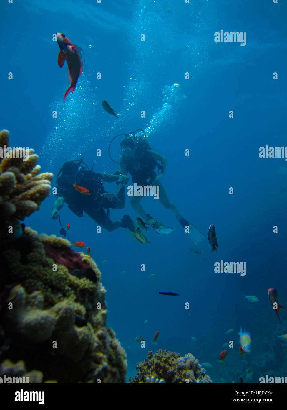 Underwater shoot of a couple diving with scuba near beautiful colorful ...