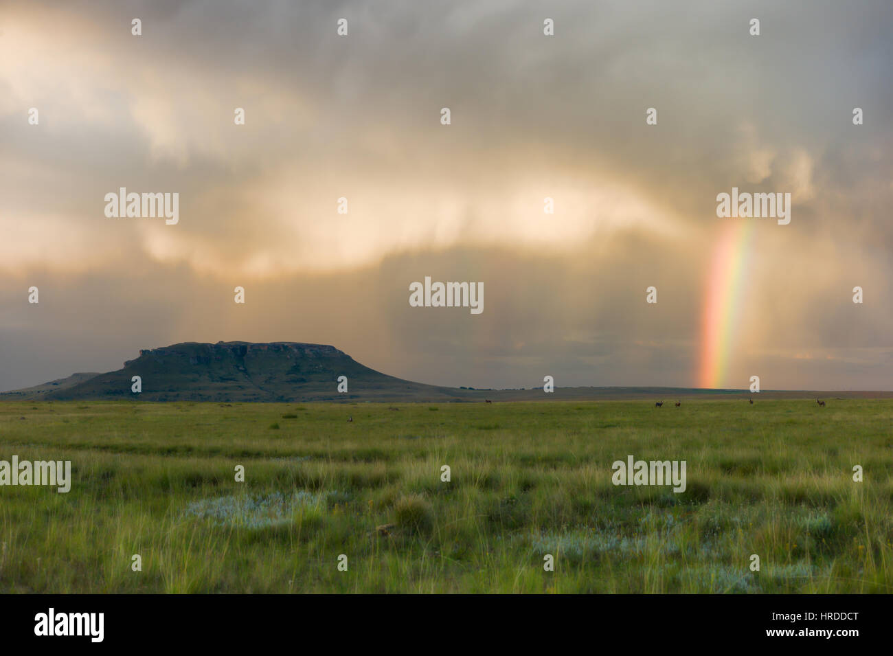 The high grasslands of Golden Gate Highlands National Park in the Free ...