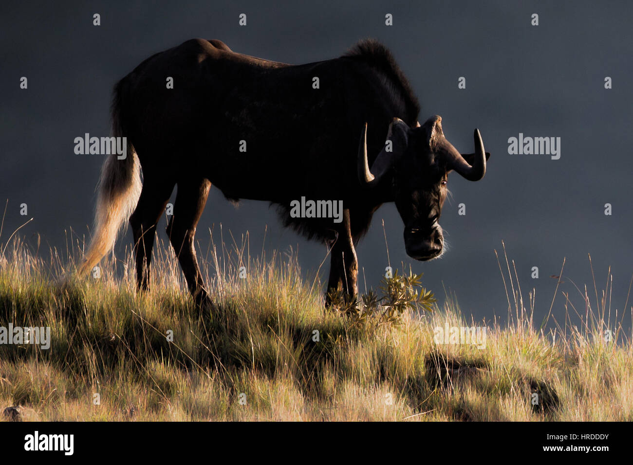 The high grasslands of Golden Gate Highlands National Park in the Free ...