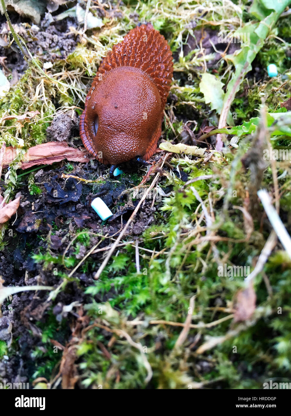 garden, slugs, snails, animals, poison, granule Stock Photo - Alamy