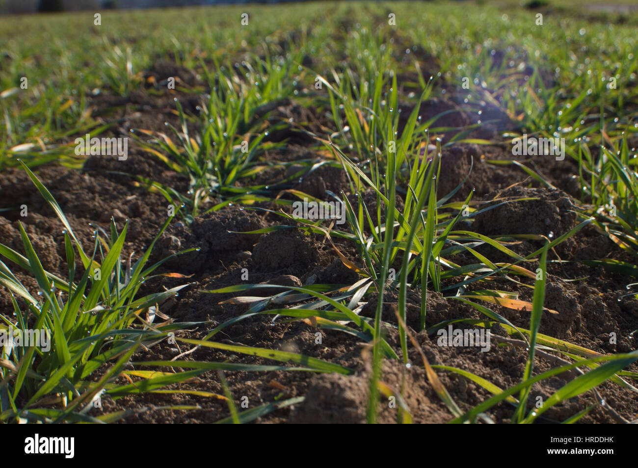 ground with spring planting with natural light Stock Photo - Alamy