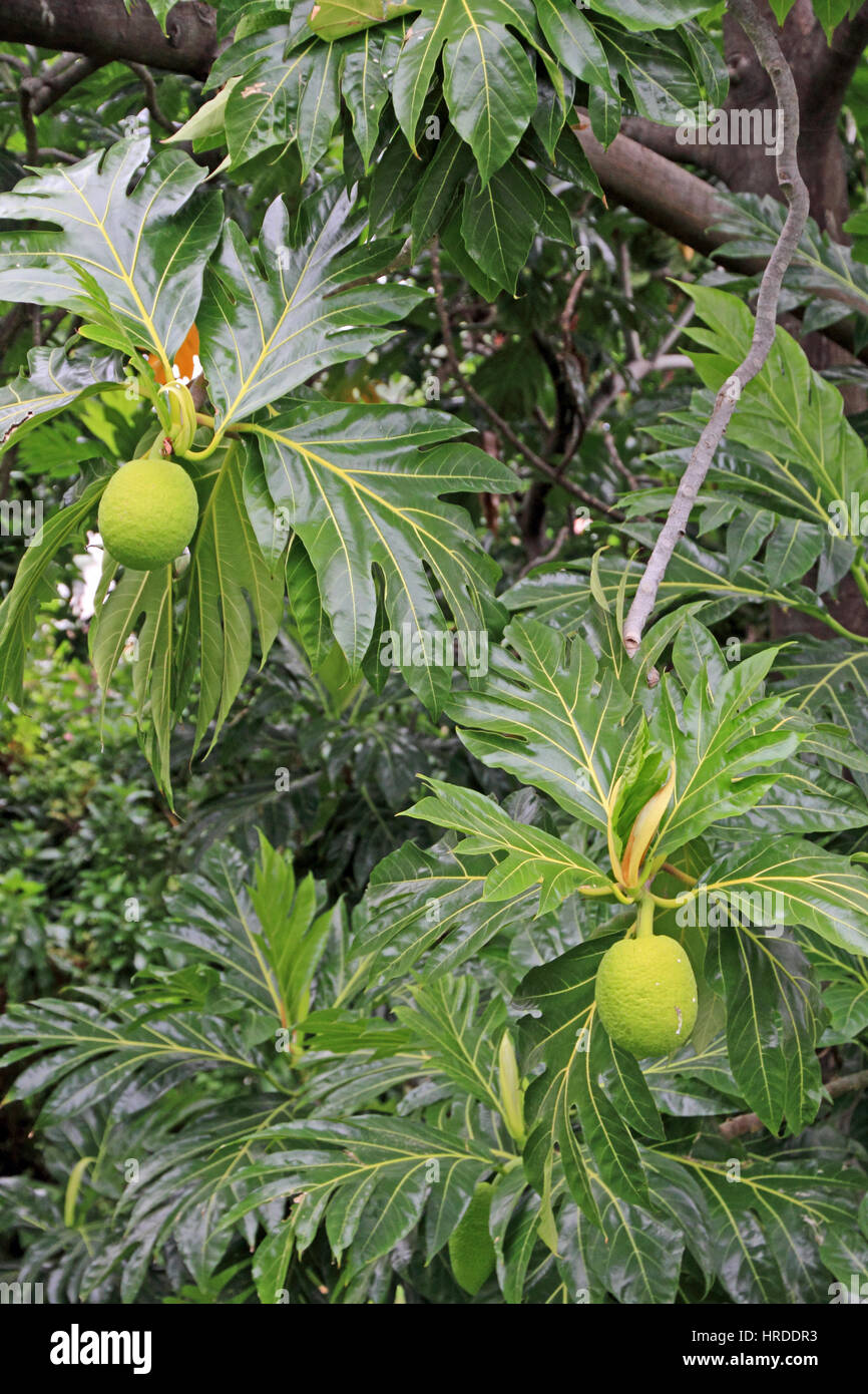 Grenada caribbean fruit hi-res stock photography and images - Alamy