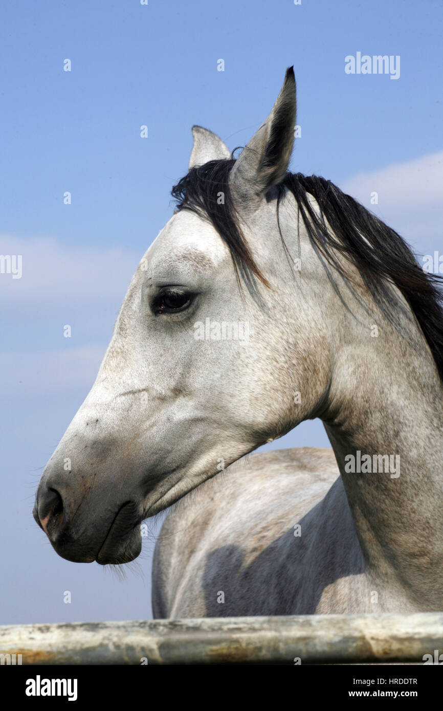 Side view head shot of a young arabian foal against blue sky Stock ...