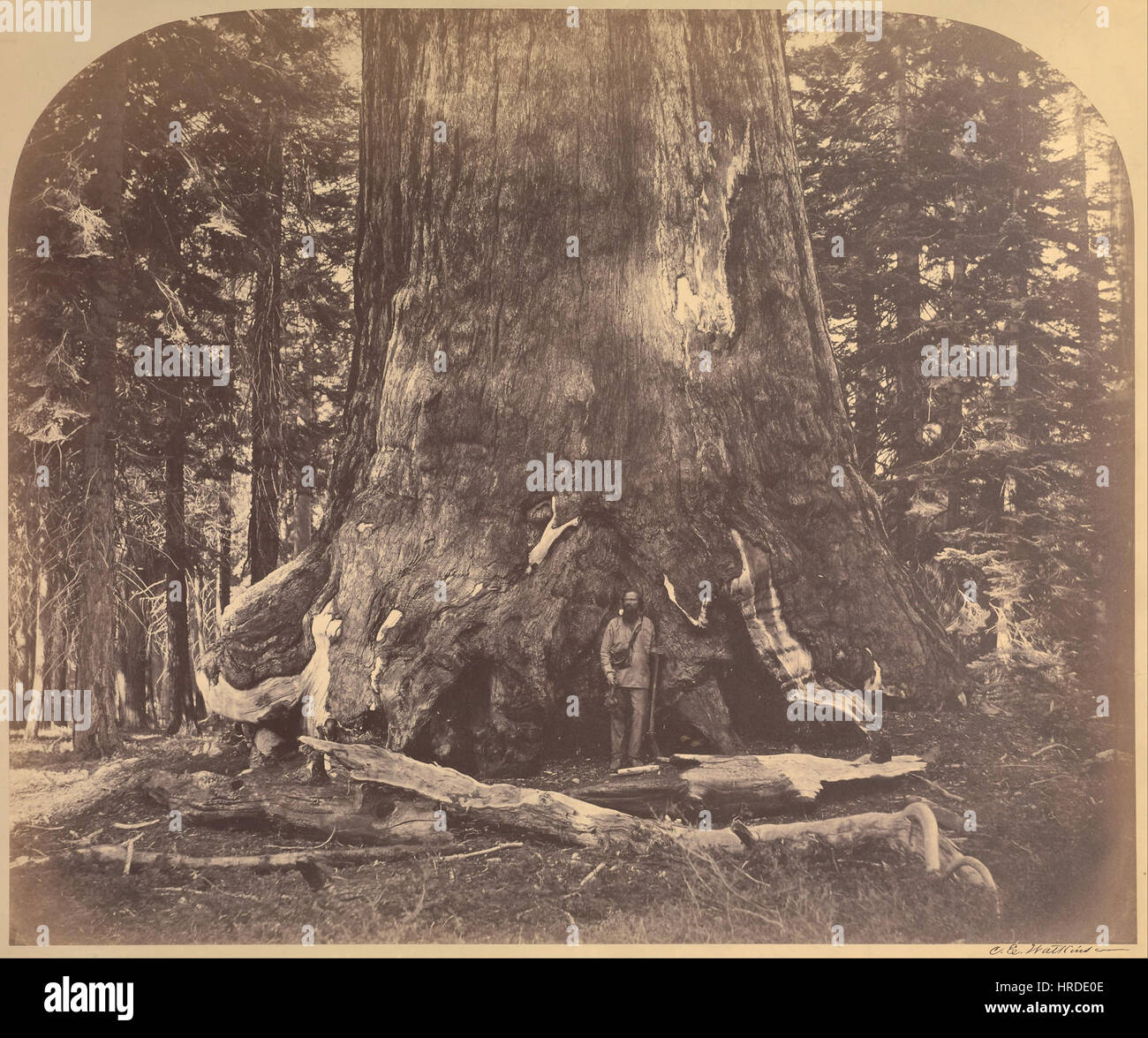 Largest living organisms hi-res stock photography and images - Alamy