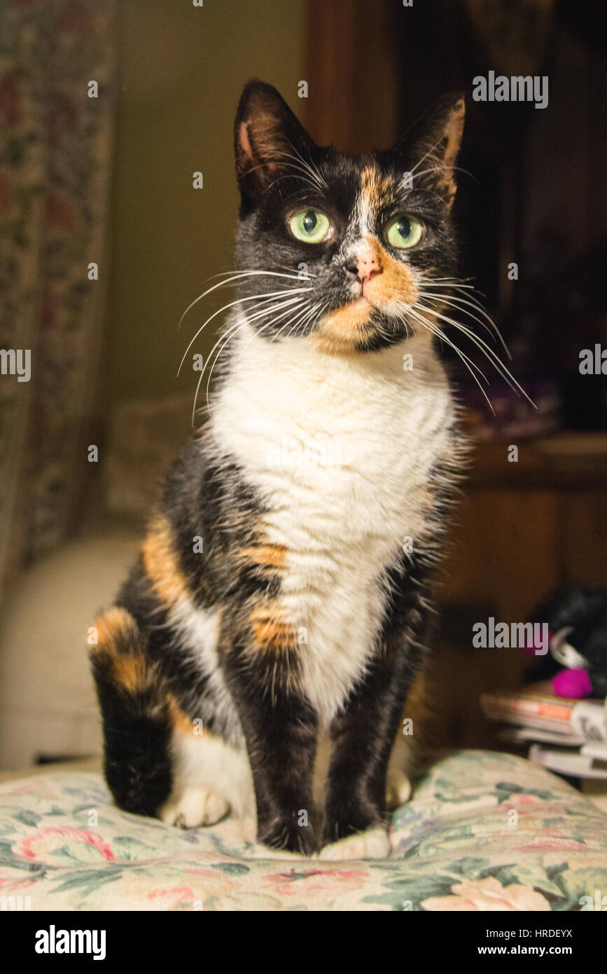 A young female tortoiseshell cat sitting on a table in a house in ...