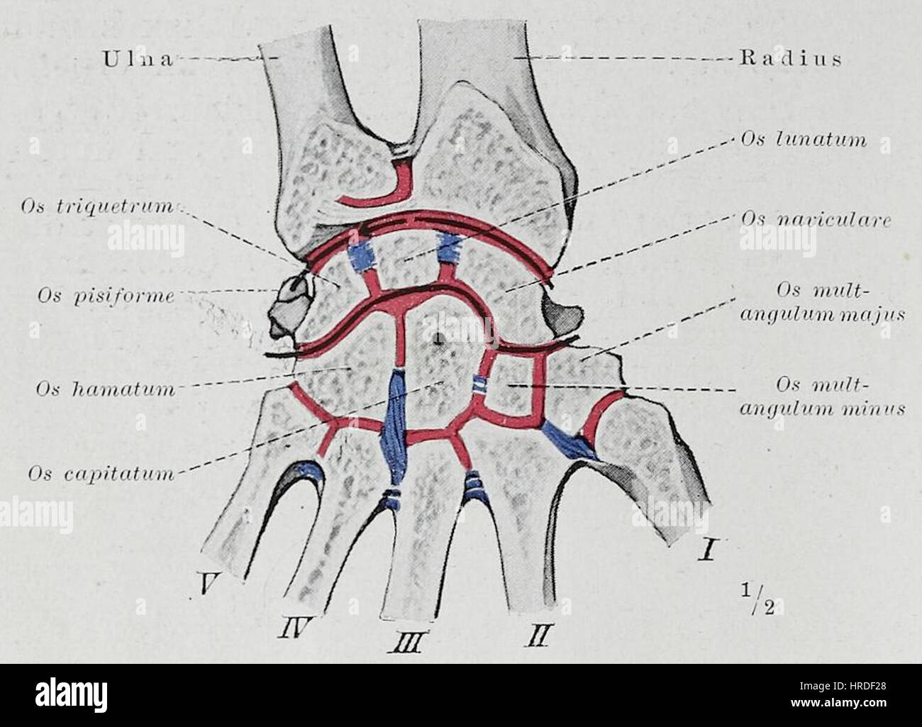 Braus 1921 198 Stock Photo - Alamy