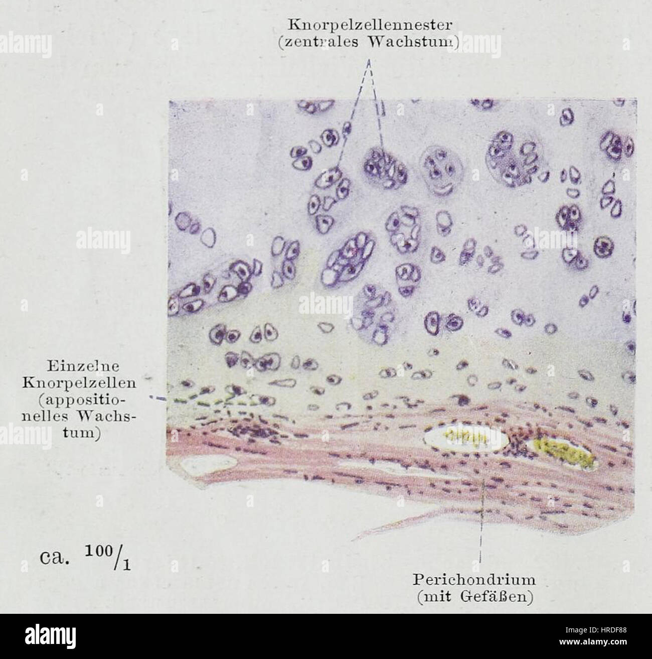 Braus 1921 12 Stock Photo - Alamy