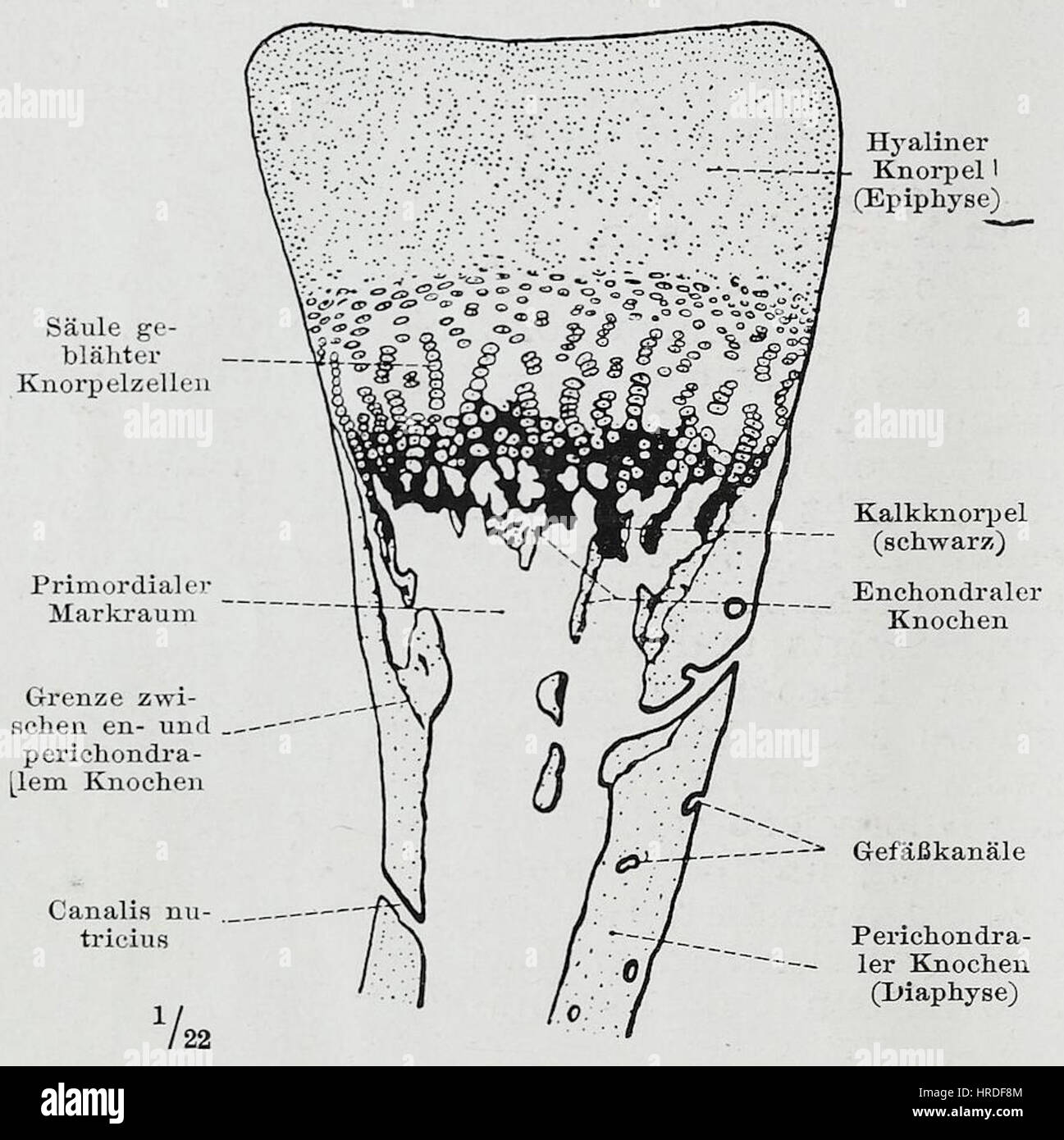 1921 18 hi-res stock photography and images - Alamy