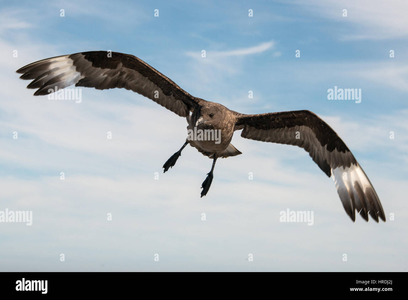 Windy seascape with sunset, Kleinbaai, South Africa Stock Photo - Alamy