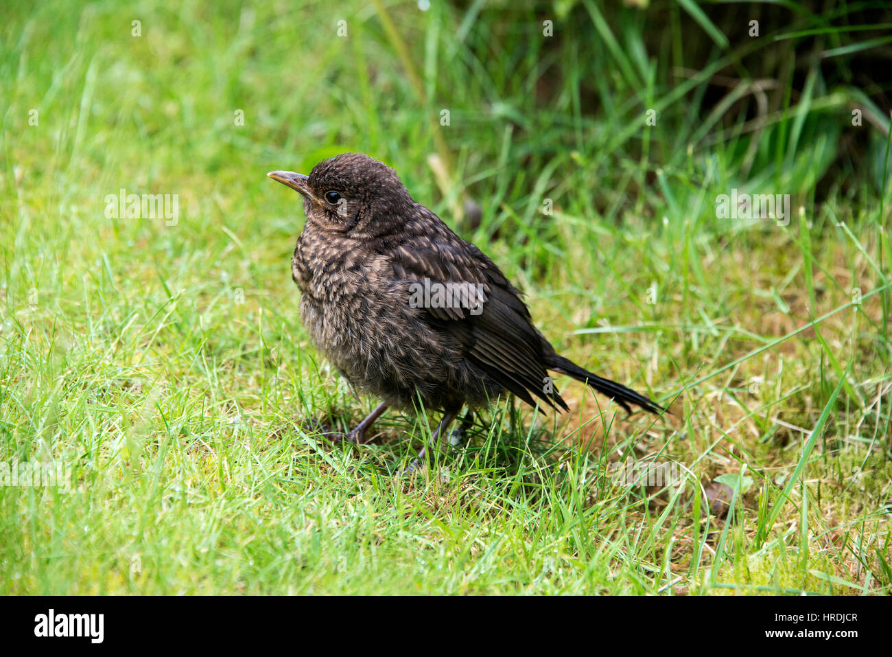 Close up of a baby blackbird in a garden in the UK Stock Photo - Alamy