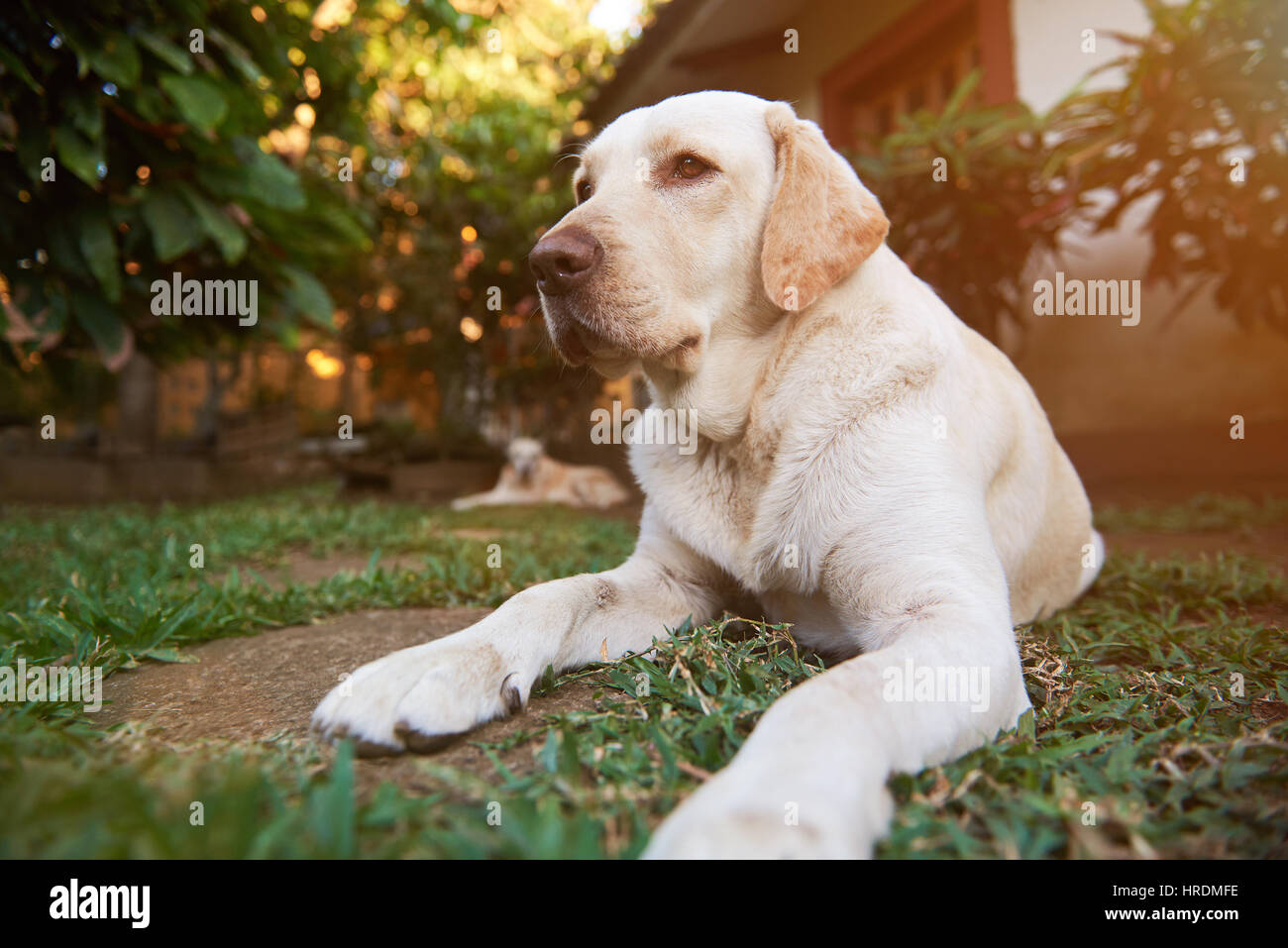 White female labrador hi-res stock photography and images - Alamy