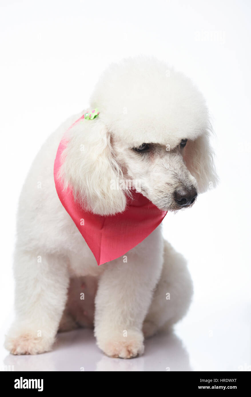 Sad white poodle sitting isolated on white background. Upset poodle dog ...