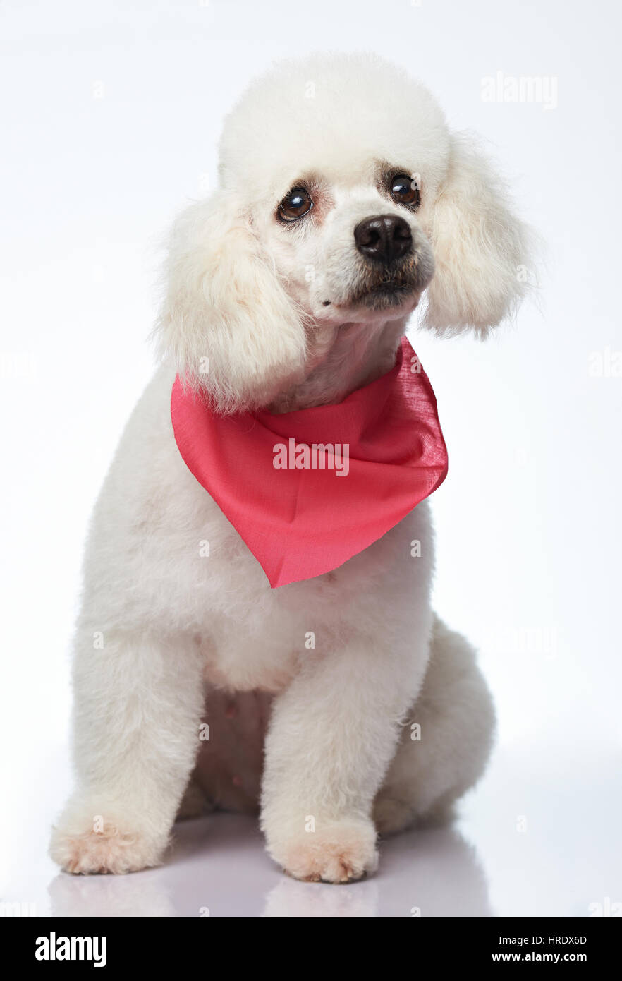 Curious white poodle dog looking up isolated on white background ...