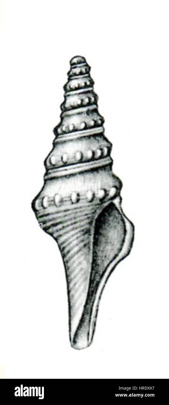 Turricula gemmulaeformis 001 Stock Photo - Alamy