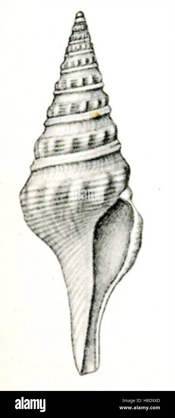 Turricula hi-res stock photography and images - Alamy