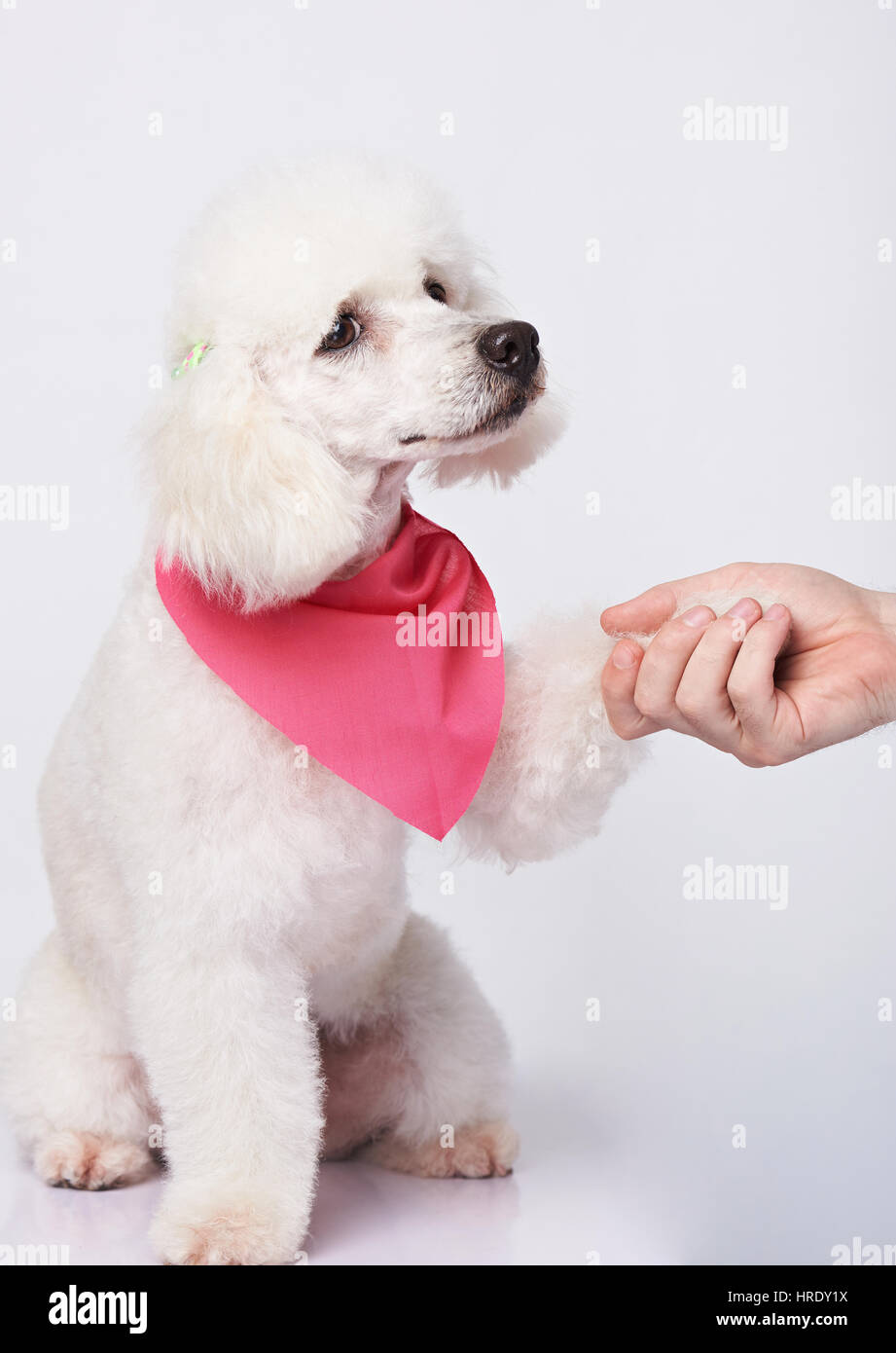 Handshake of white poodle dog and man isolated on white background ...