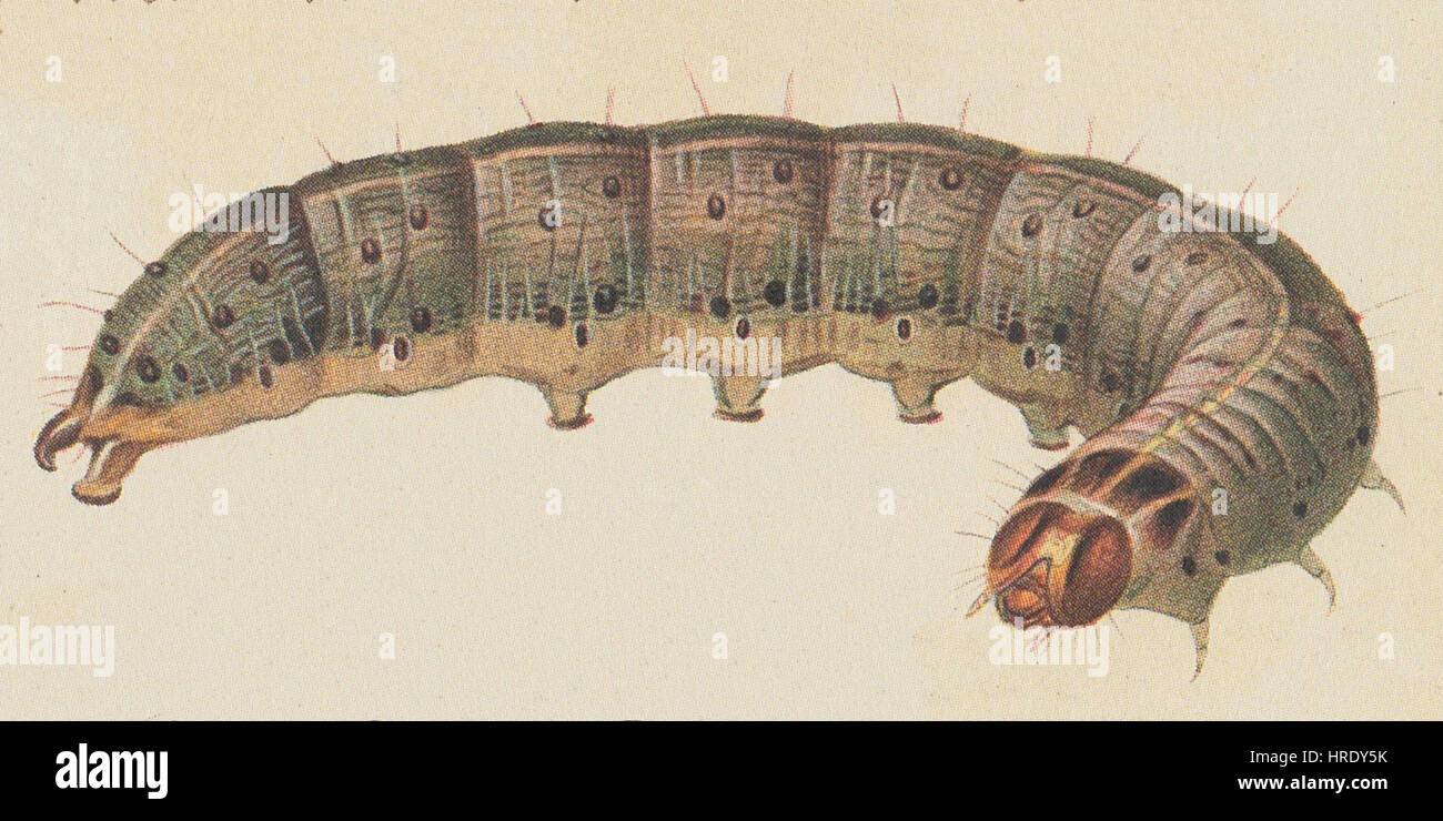 Paul Robert’s 'Apamea Epomidion' explores the ancient city of Apamea ...