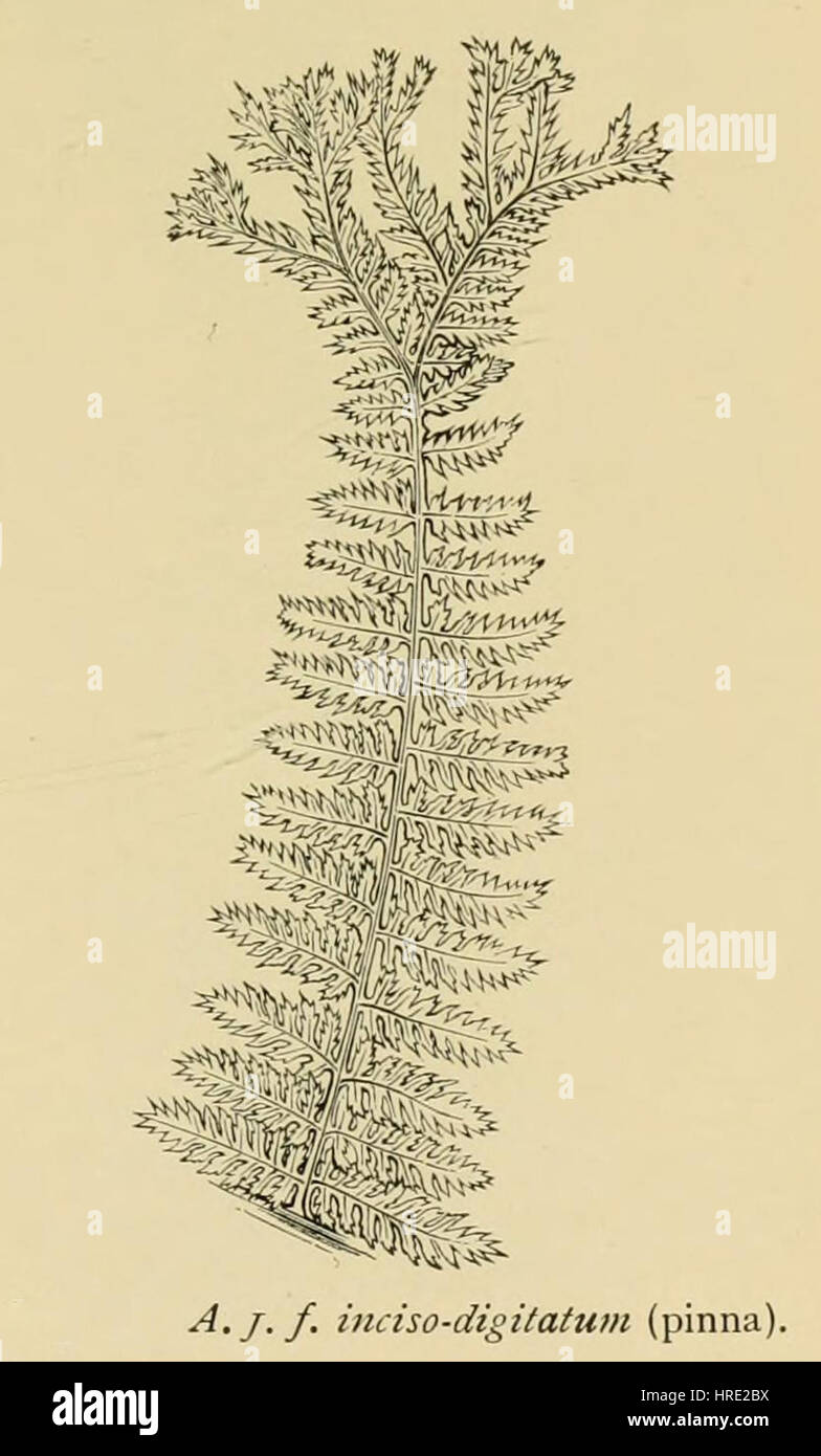 Digitatum hi-res stock photography and images - Alamy