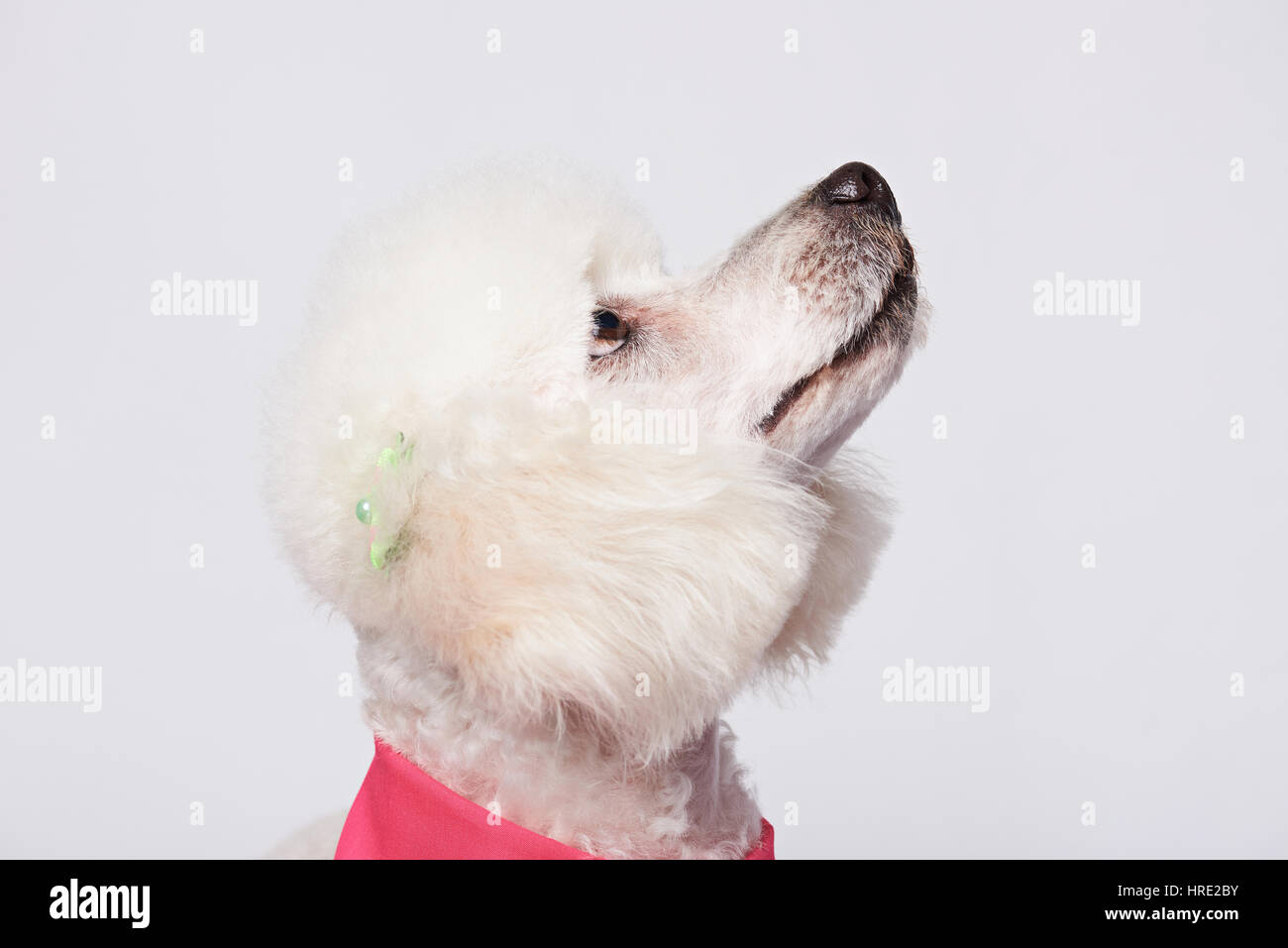 Profile portrait of white poodle isolated on white background. Cute ...