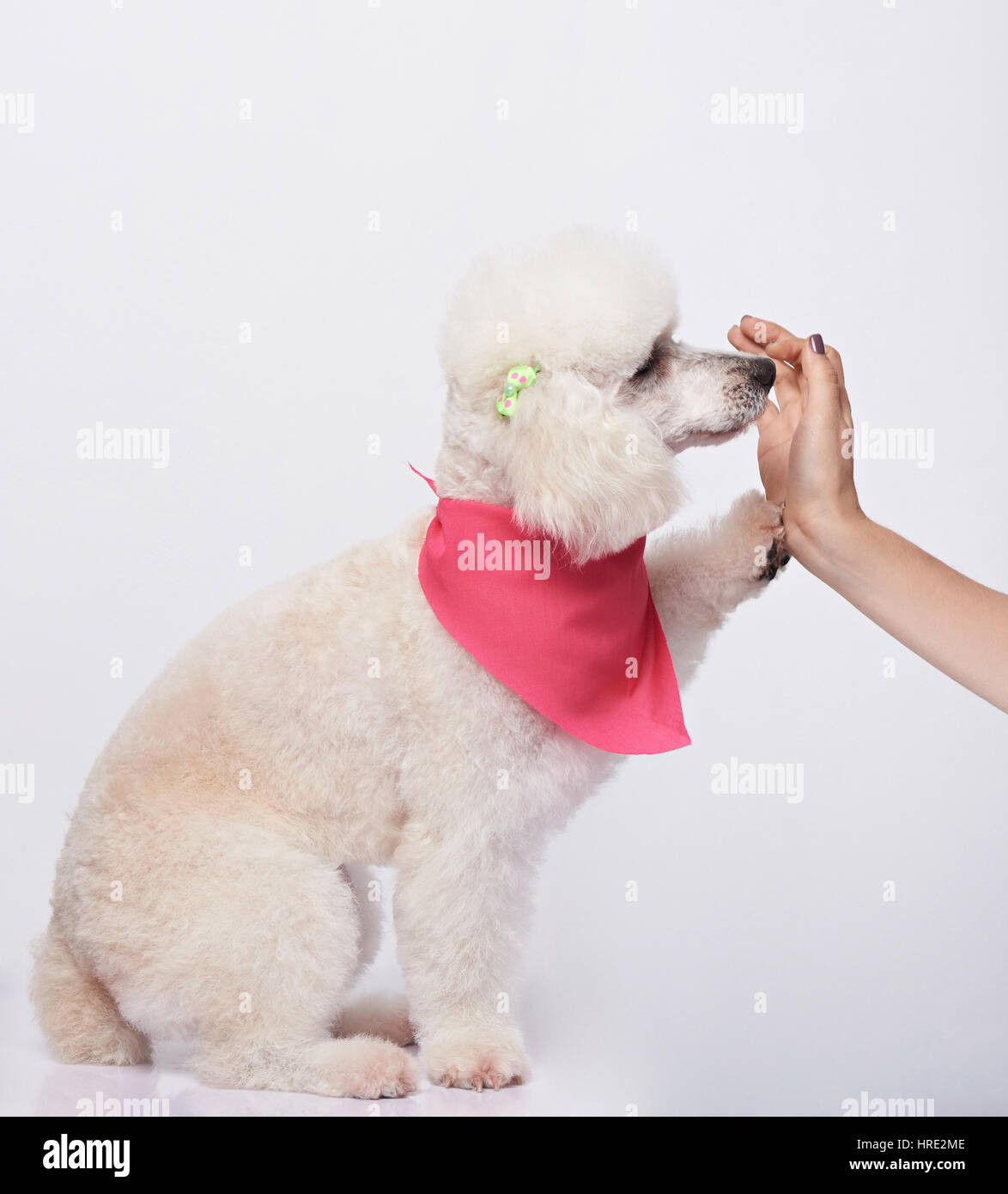 Poodle giving five to woman isolated on white background. Poodle ...
