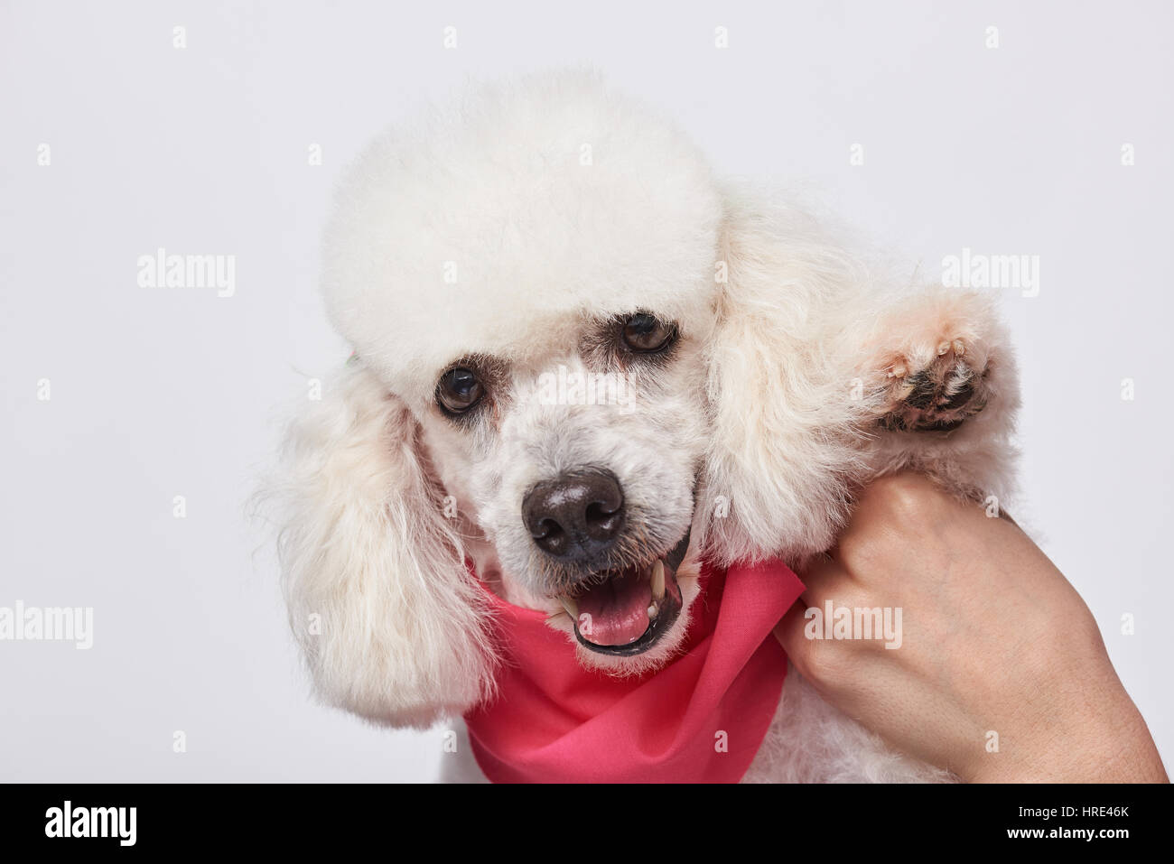 Holding cutr poodle paw up with human hand isolated on white background ...