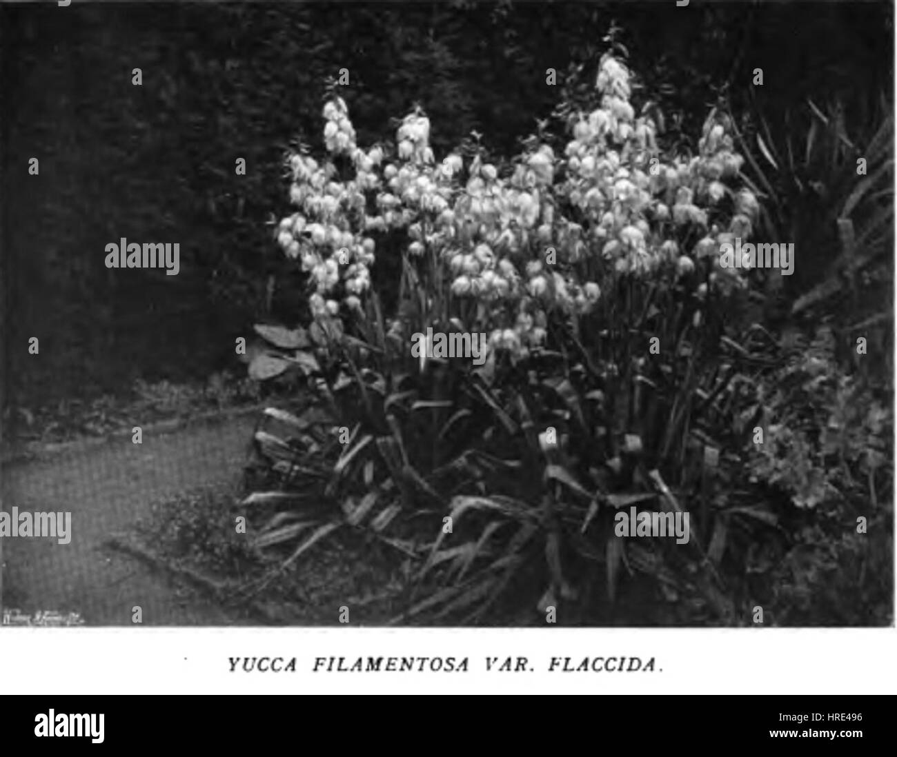 Outdoor flower arrangement display Black and White Stock Photos ...