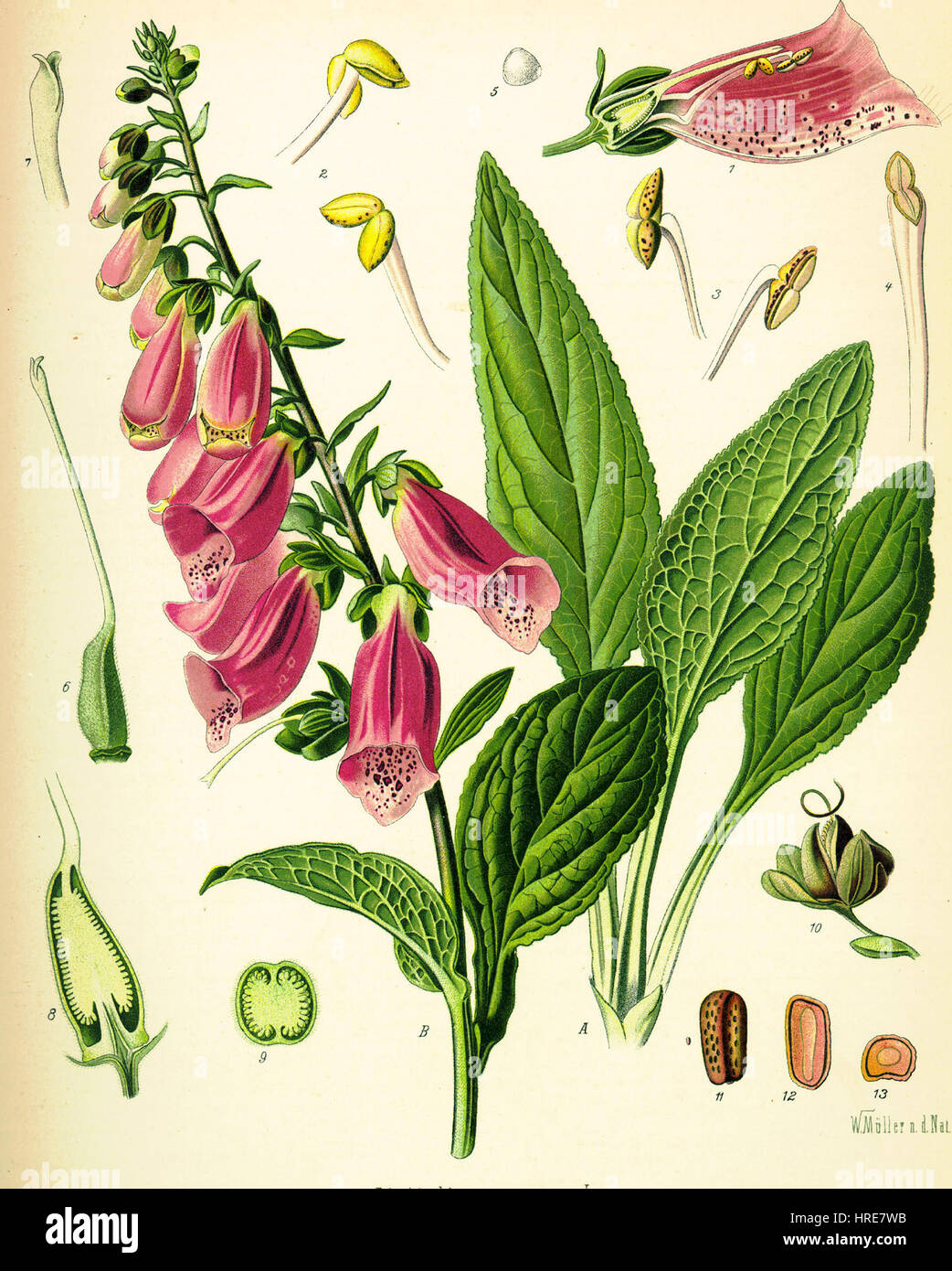 19th century botanical drawing hi-res stock photography and images - Alamy