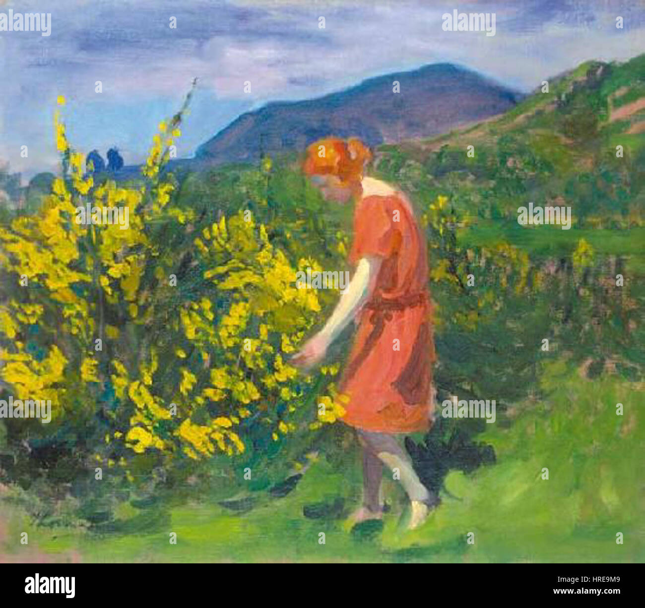 Thorma Flower Field Stock Photo - Alamy