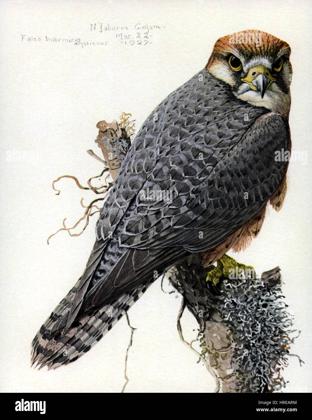 Falco paint hi-res stock photography and images - Alamy