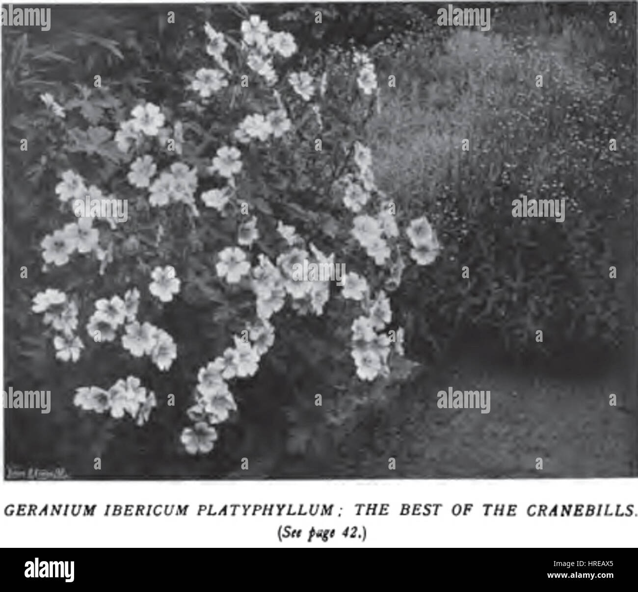 This vibrant painting showcases a flower garden in full bloom, with an ...