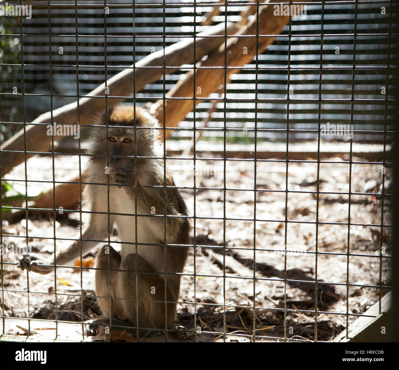 Serious baboon hi-res stock photography and images - Alamy